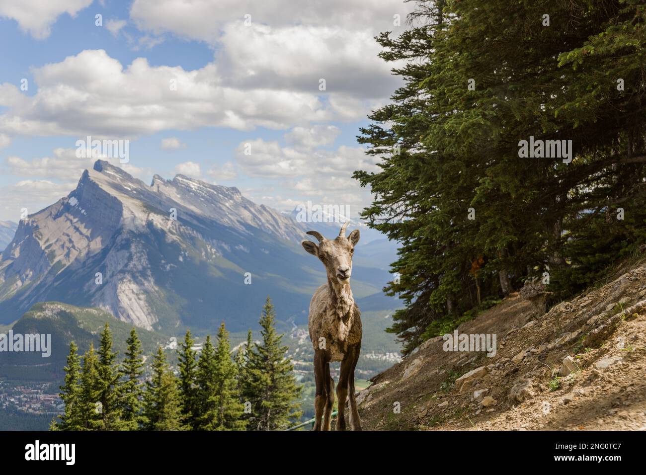 A female bighorn stands alone on a mountain slope and watches. Wildlife ...