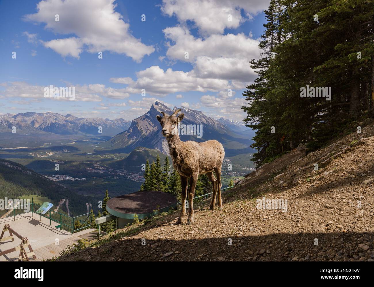 Mountain Habitat Animals