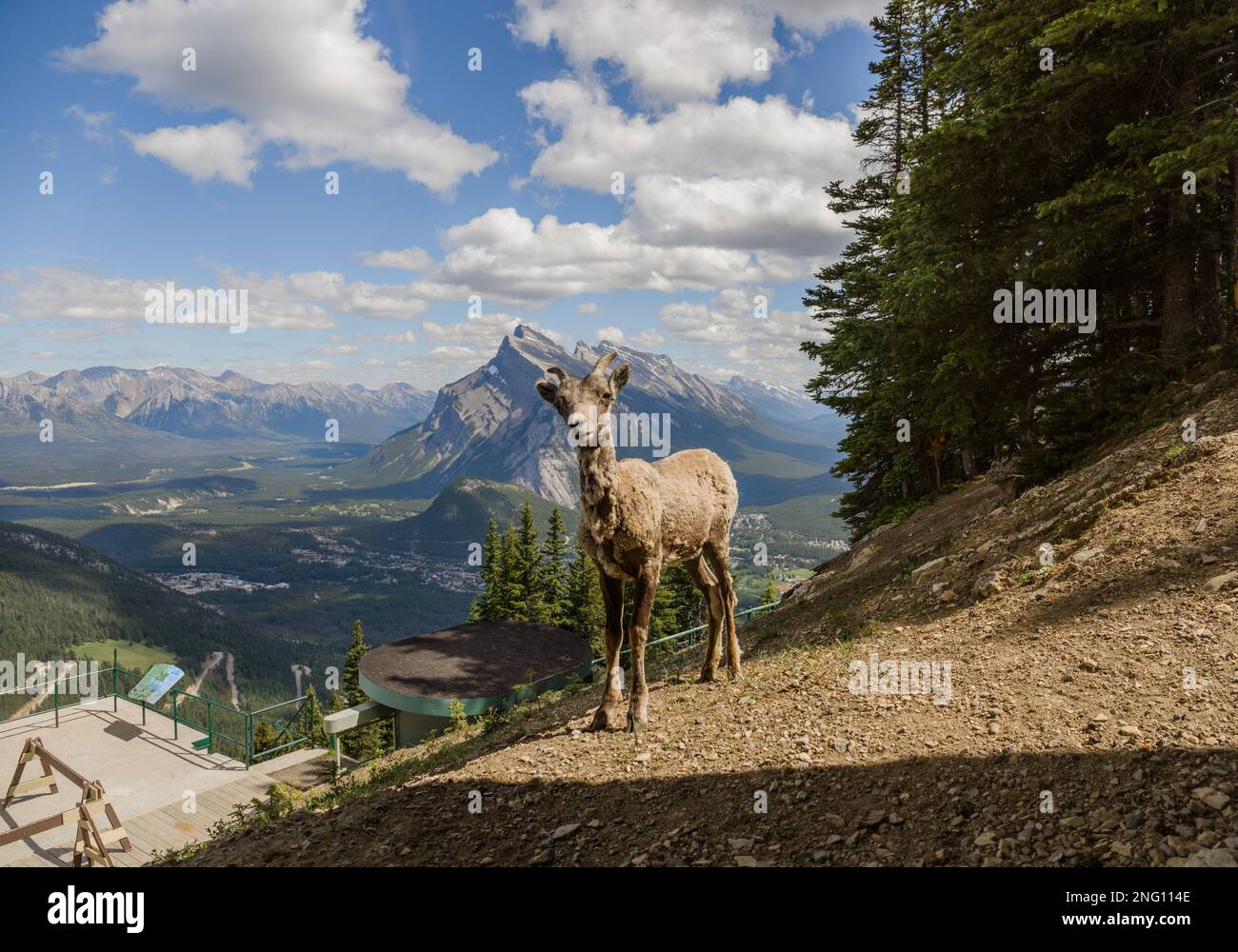 A female bighorn stands alone on a mountain slope and watches. Wildlife ...