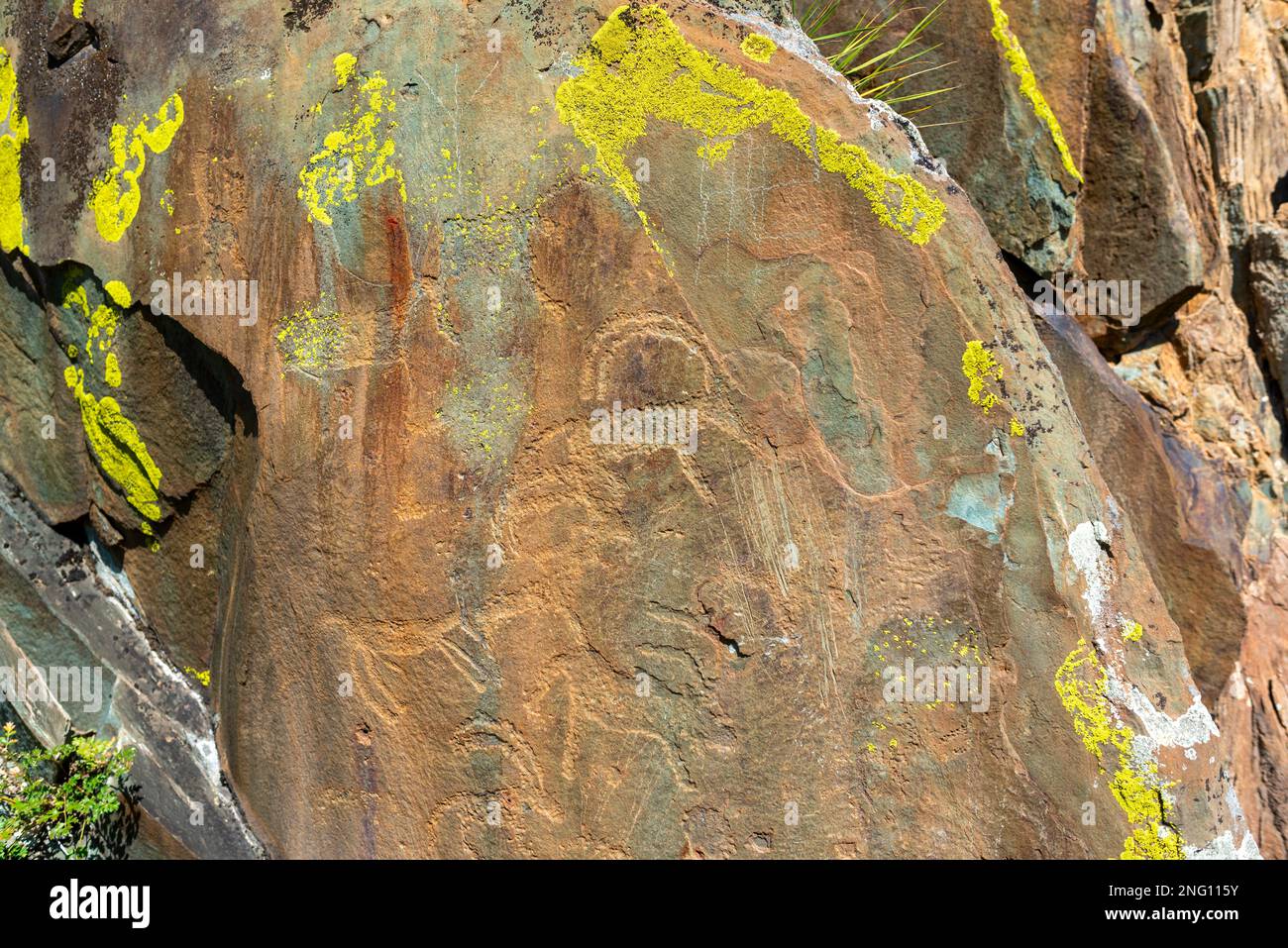 Rock drawing of ancient people petroglyph animal cows and deer on ...
