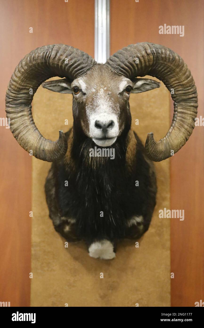 Head shot closeup of an adult male mouflon on the wall as taxidermy ...