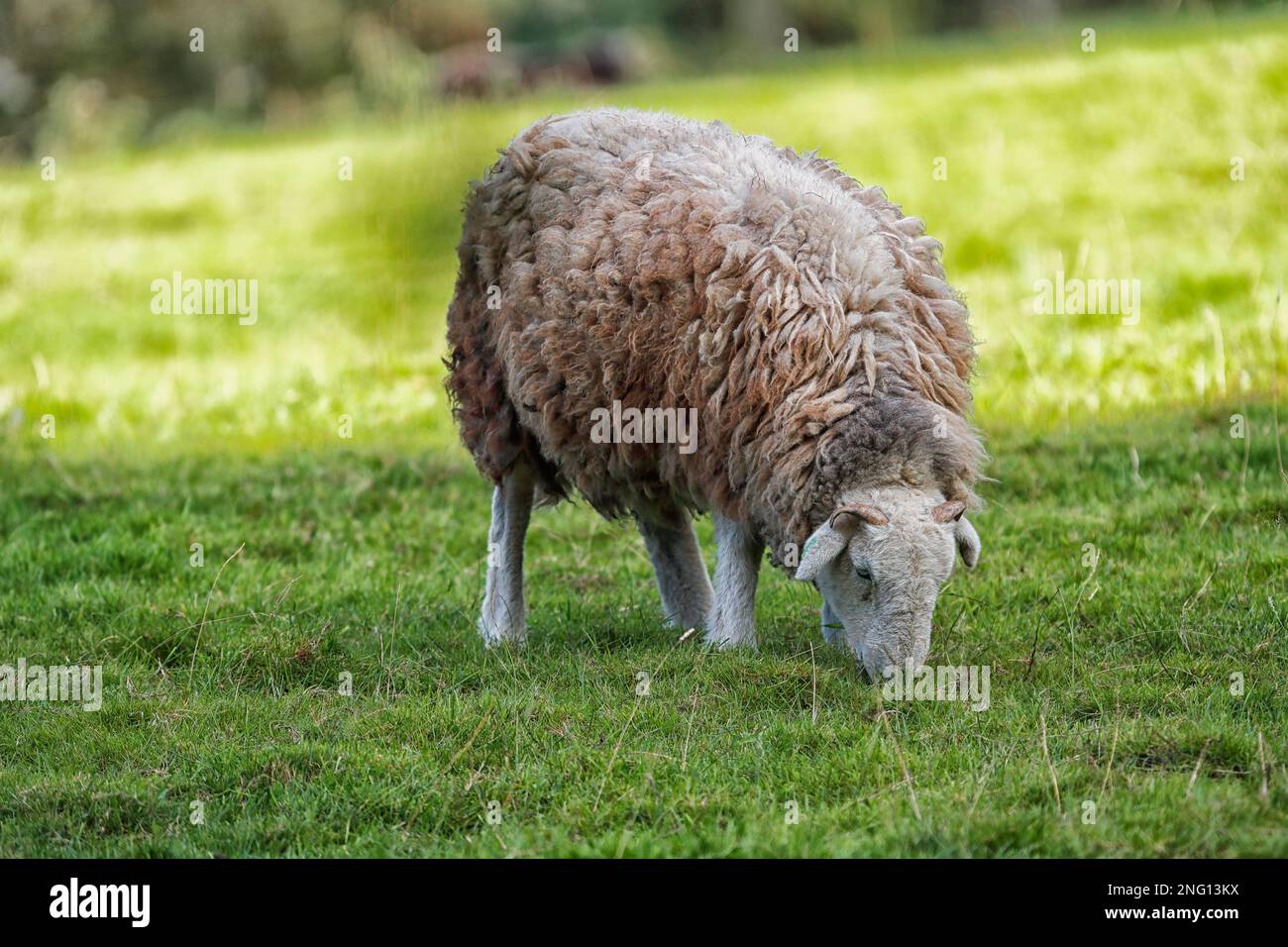 Ram ewe herdwick sheep hi-res stock photography and images - Alamy