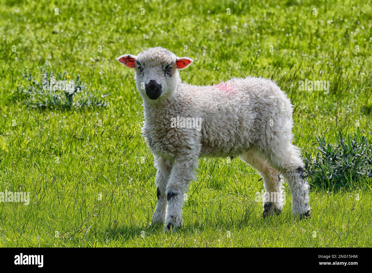 A lamb (Ovis aries) on a hillside farm in North Yorkshire Stock Photo ...