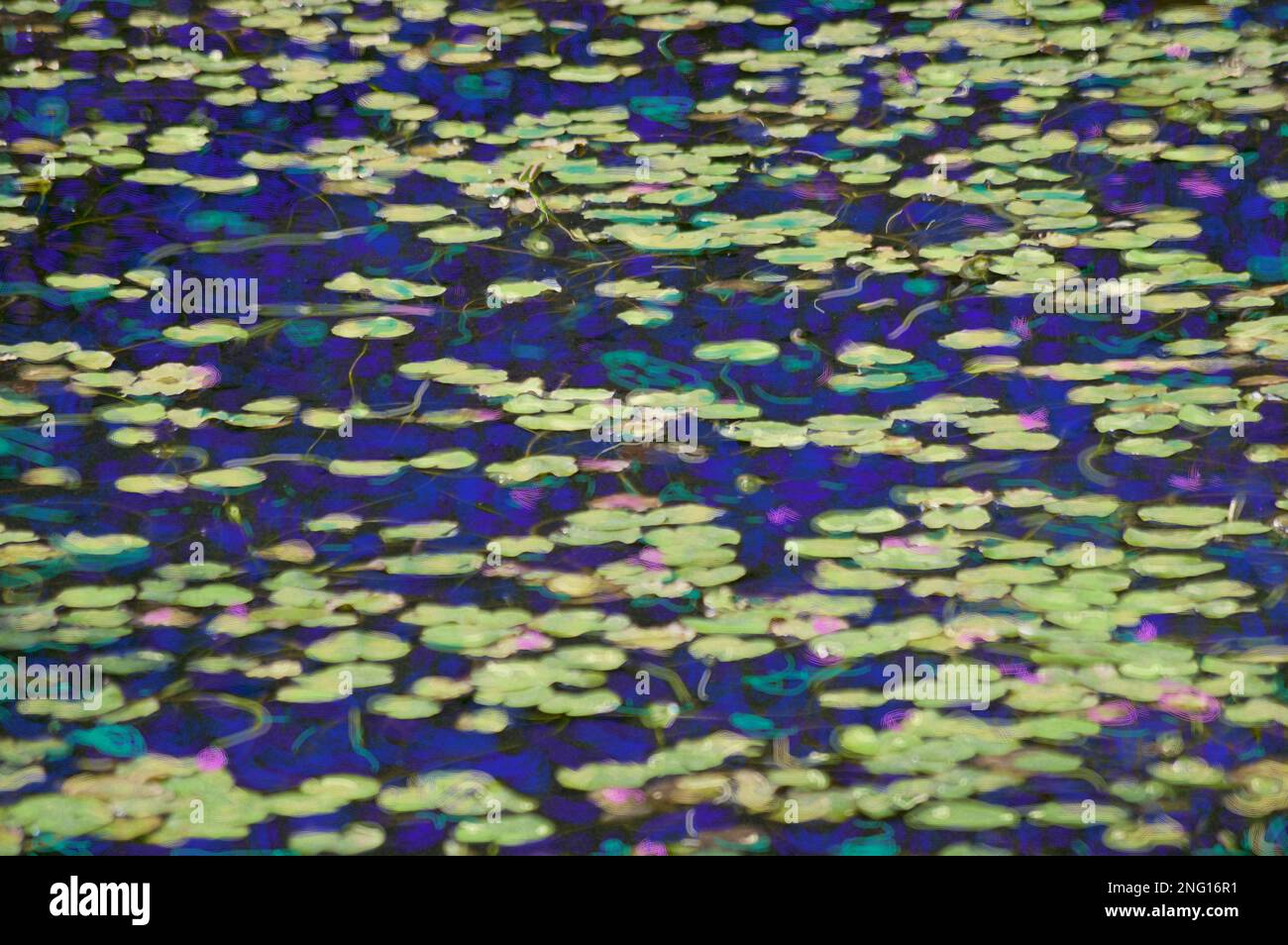 water lilies plants digital painted Stock Photo - Alamy