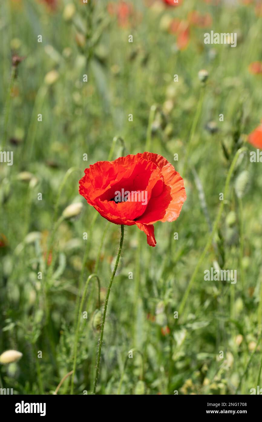 Single red poppy flower on a meadow hi-res stock photography and images ...