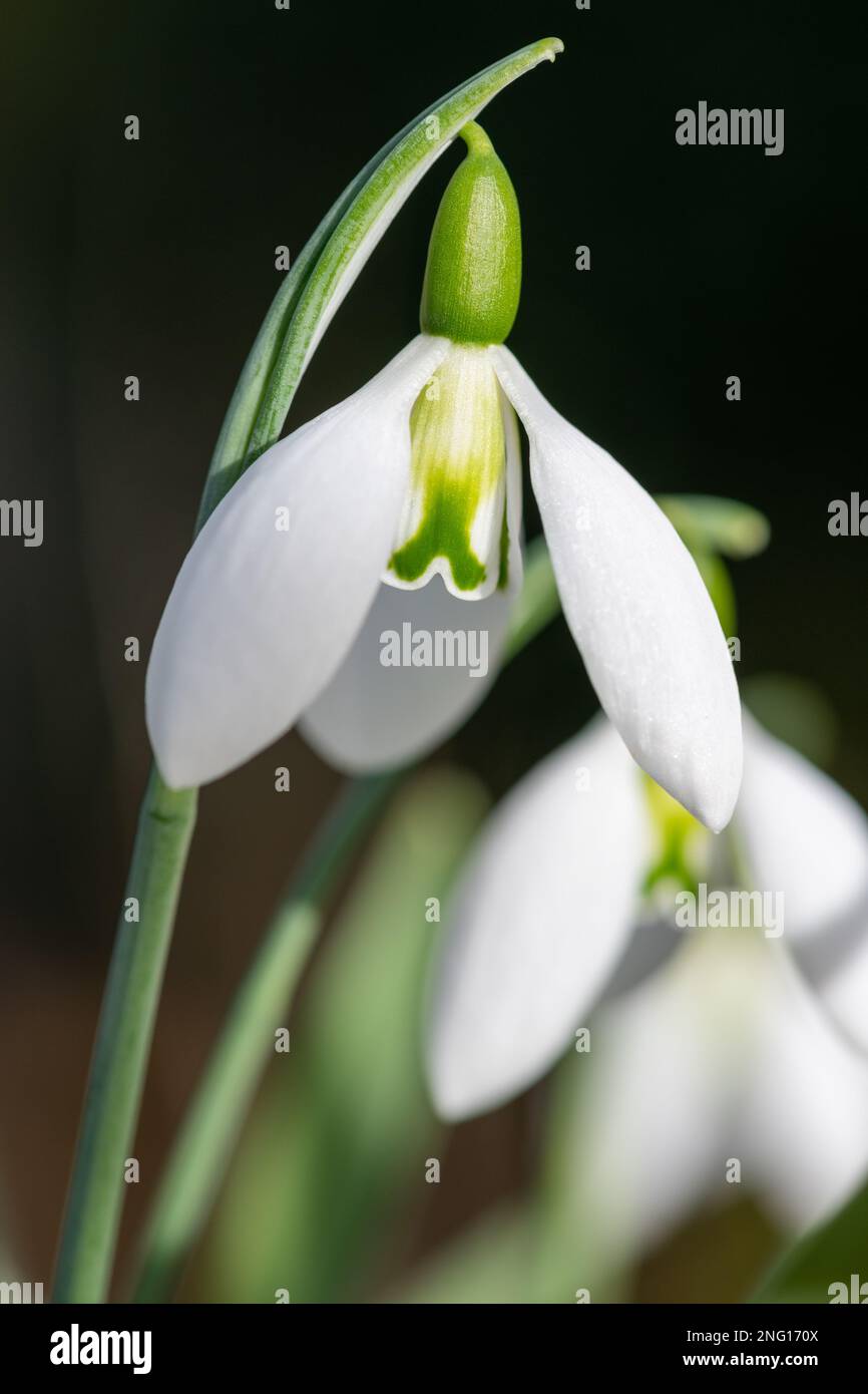 Fieldgate prelude snowdrop hi-res stock photography and images - Alamy