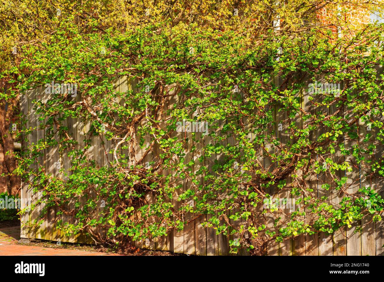 English ivy completely covering a tall fence and climbing onto the ...