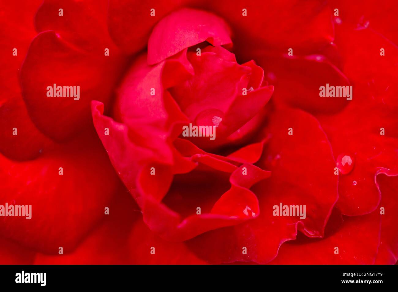 Blurred of red rose flowers blooming for background Stock Photo - Alamy