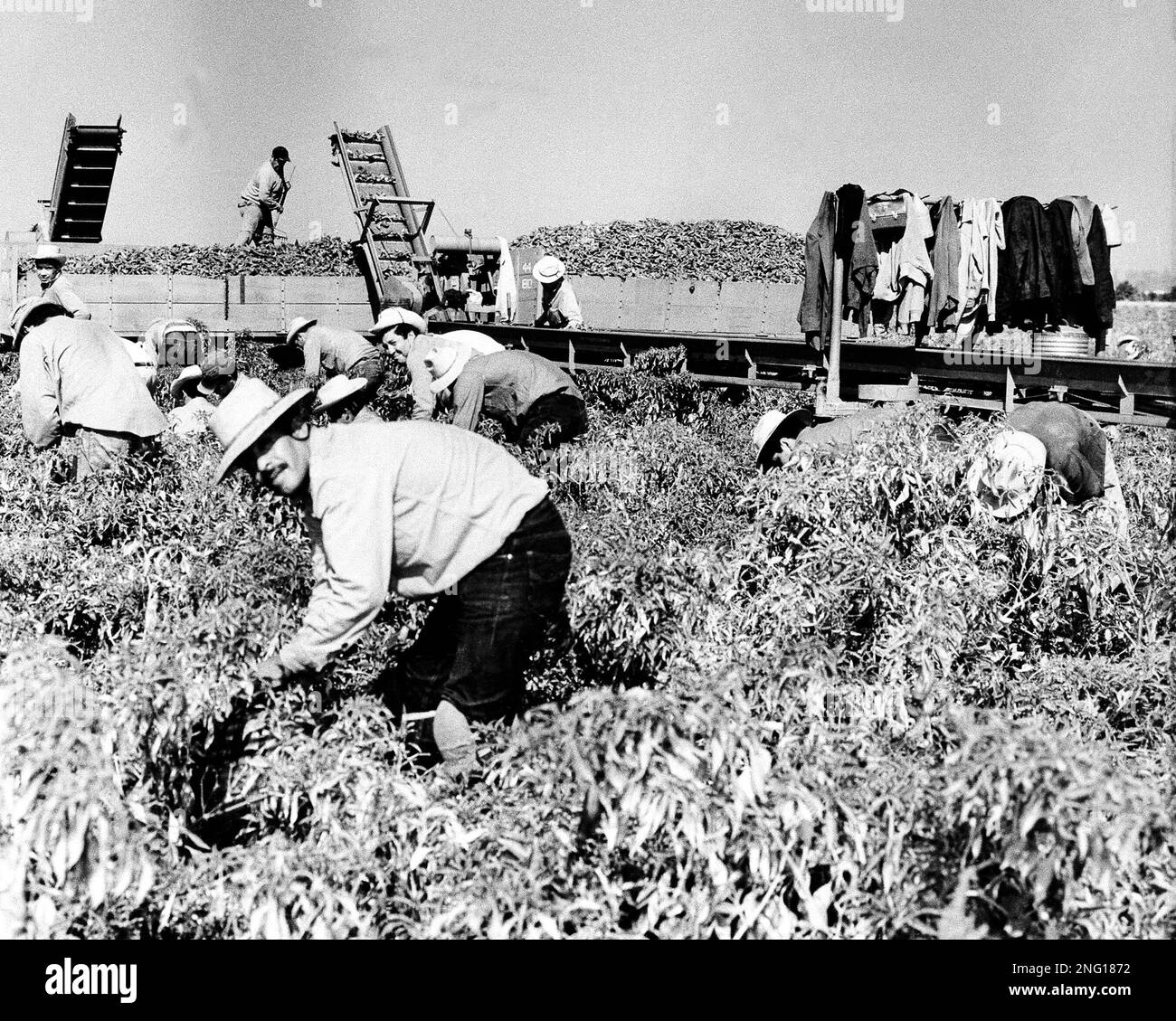 Scenes like this California farms' Mexican "Bracero" farm hands, doing ...