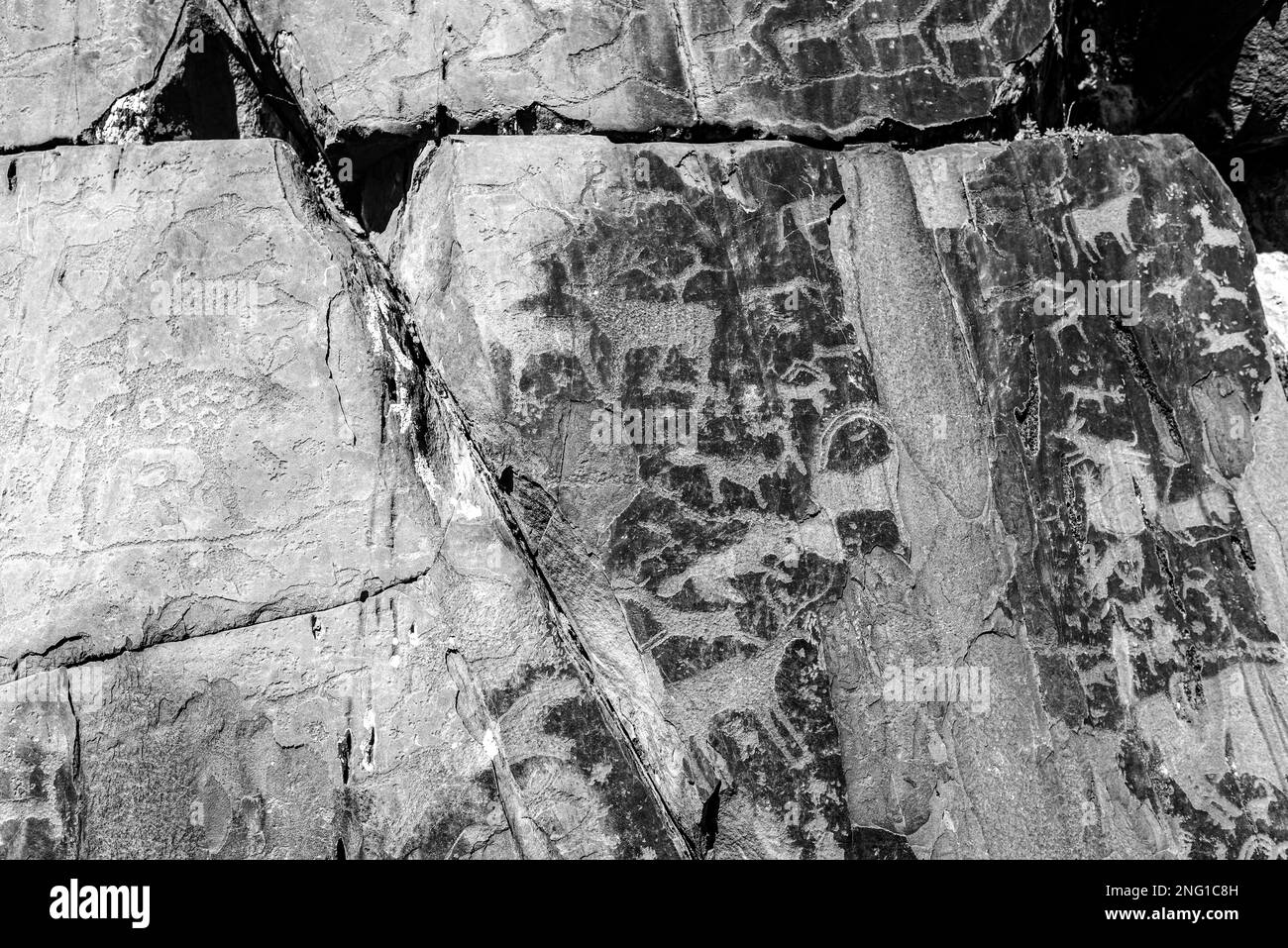 Rock drawing of ancient people animal deer on a stone in the Altai ...