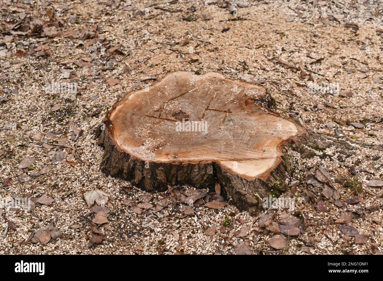 the stump of a large sawn tree. sawdust all around on the ground Stock ...