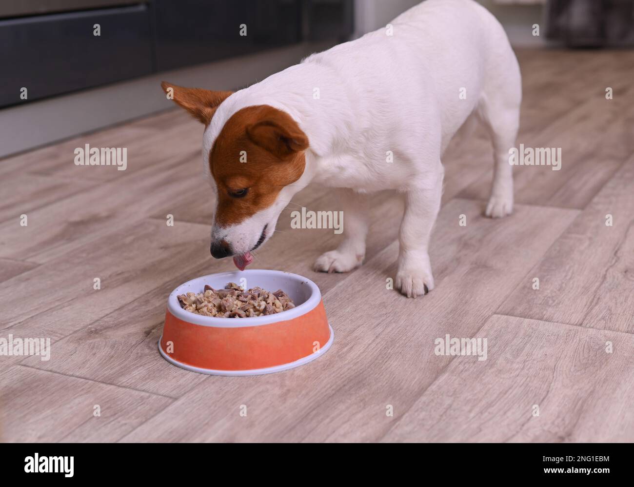 Puppy dog eats food from hi-res stock photography and images - Alamy