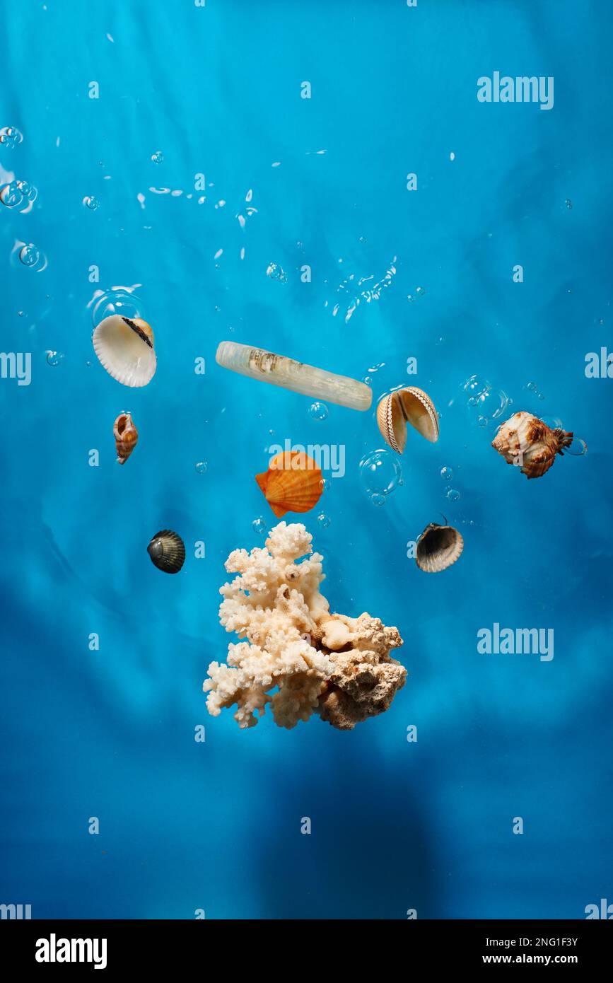 Different seashells and coral reef in bright blue ocean water with ...