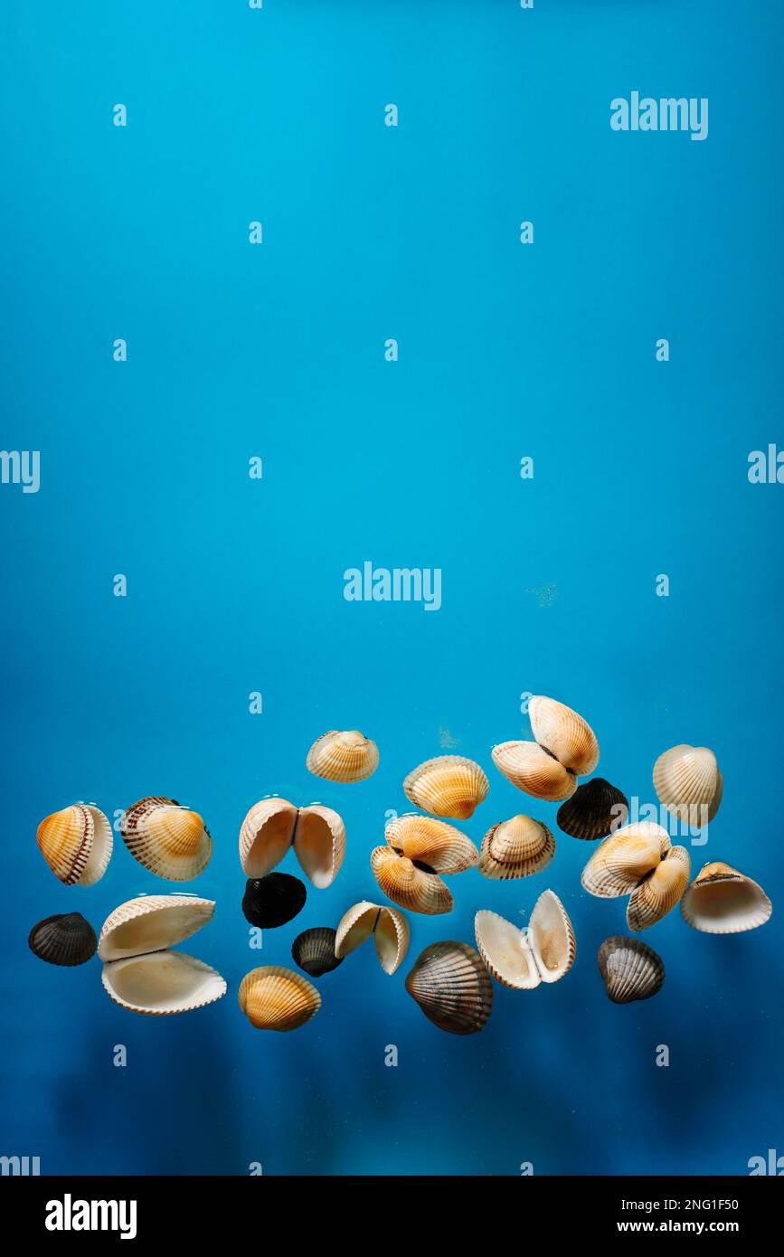 Collection of beautiful different bivalve seashells in bright blue ...