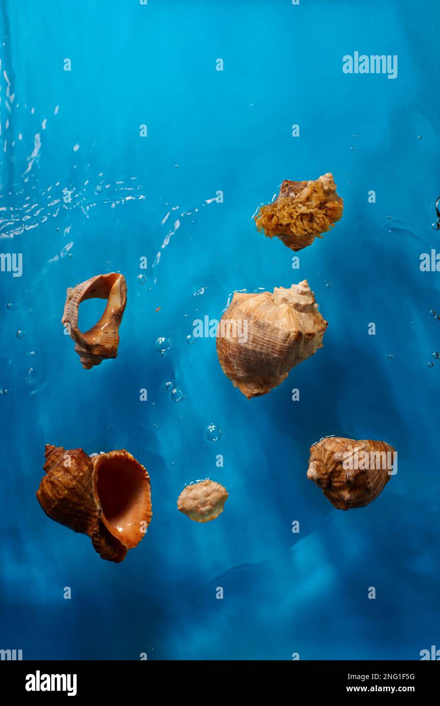 Collection of beautiful different conch seashells and crab in bright ...