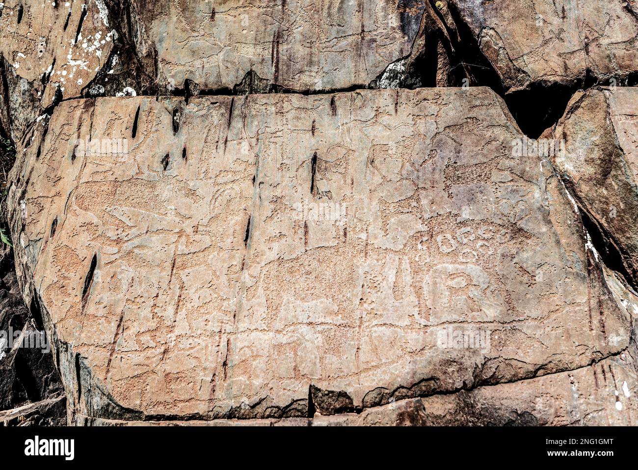 Panorama rock drawing of ancient people petroglyph animal deer big and ...