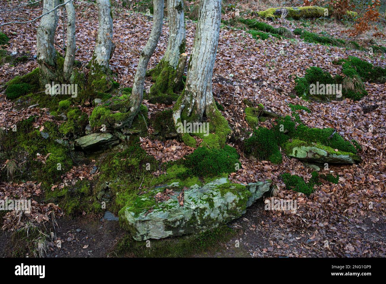 February 04, 2023 - Ardennes, France: tree trunk covered with moss ...