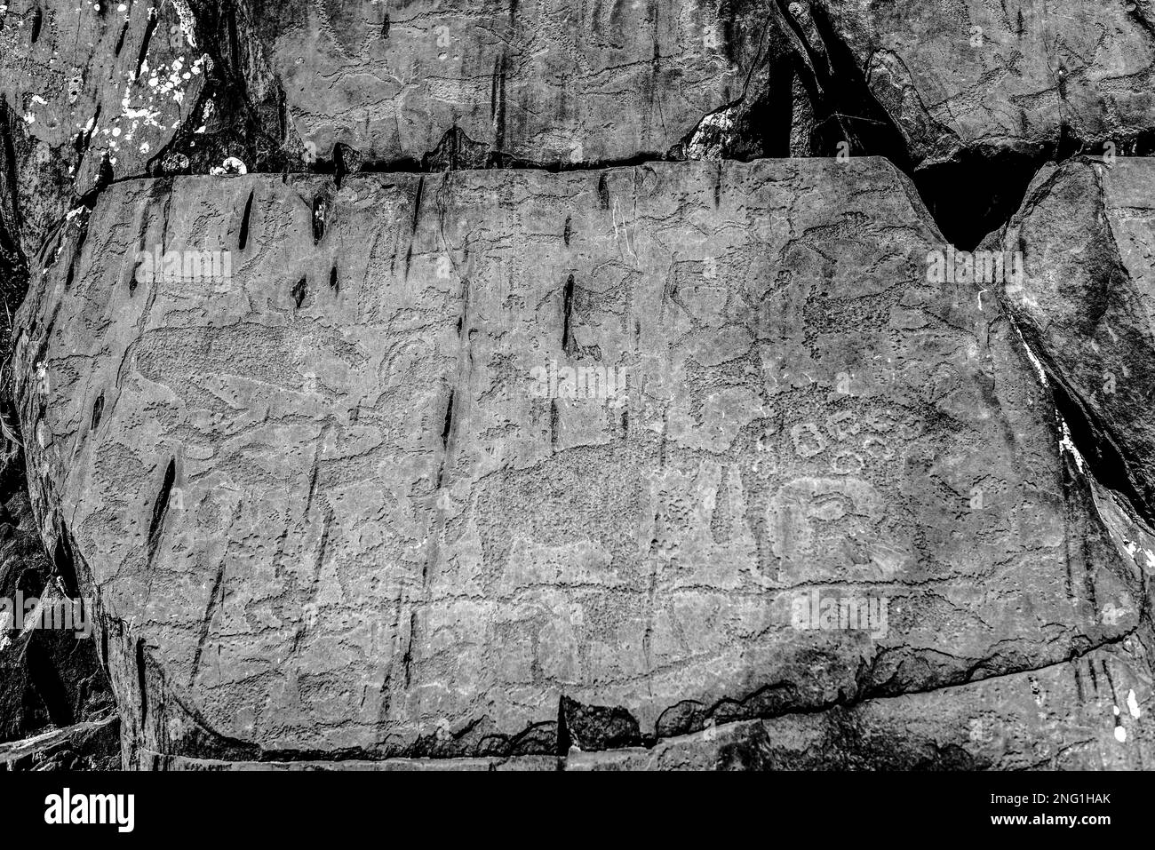 Rock drawing of ancient people of different animal deer with antlers on ...