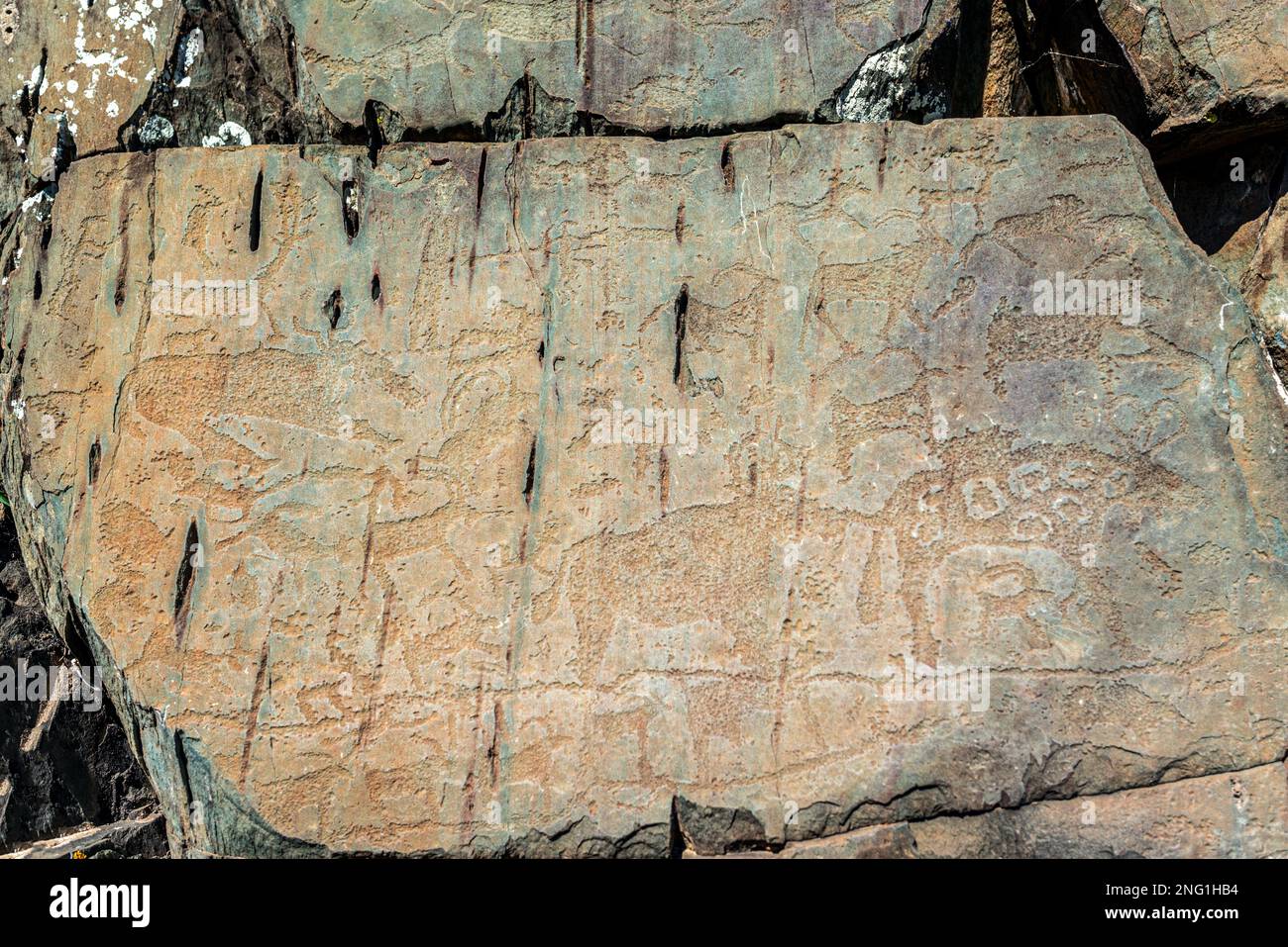 Panorama rock drawing of ancient people petroglyph animal deer on ...