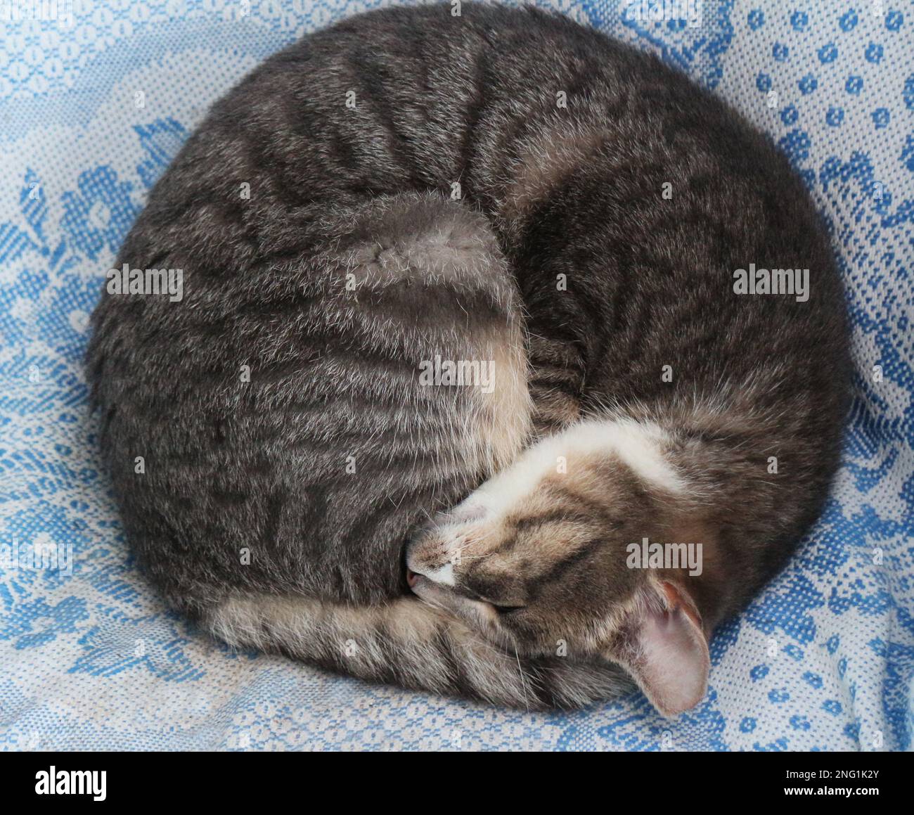 cat sleeping curled up top view Stock Photo - Alamy cat sleeping curled up top view Stock Photo - Alamy