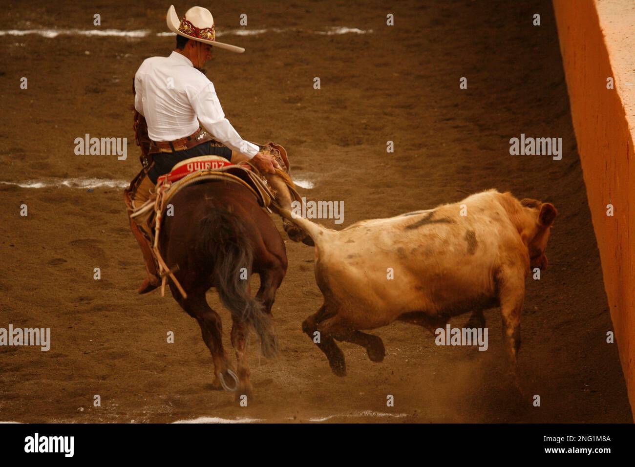 A Mexican Charro performs a "Coleadero" on a young bull, which consists ...