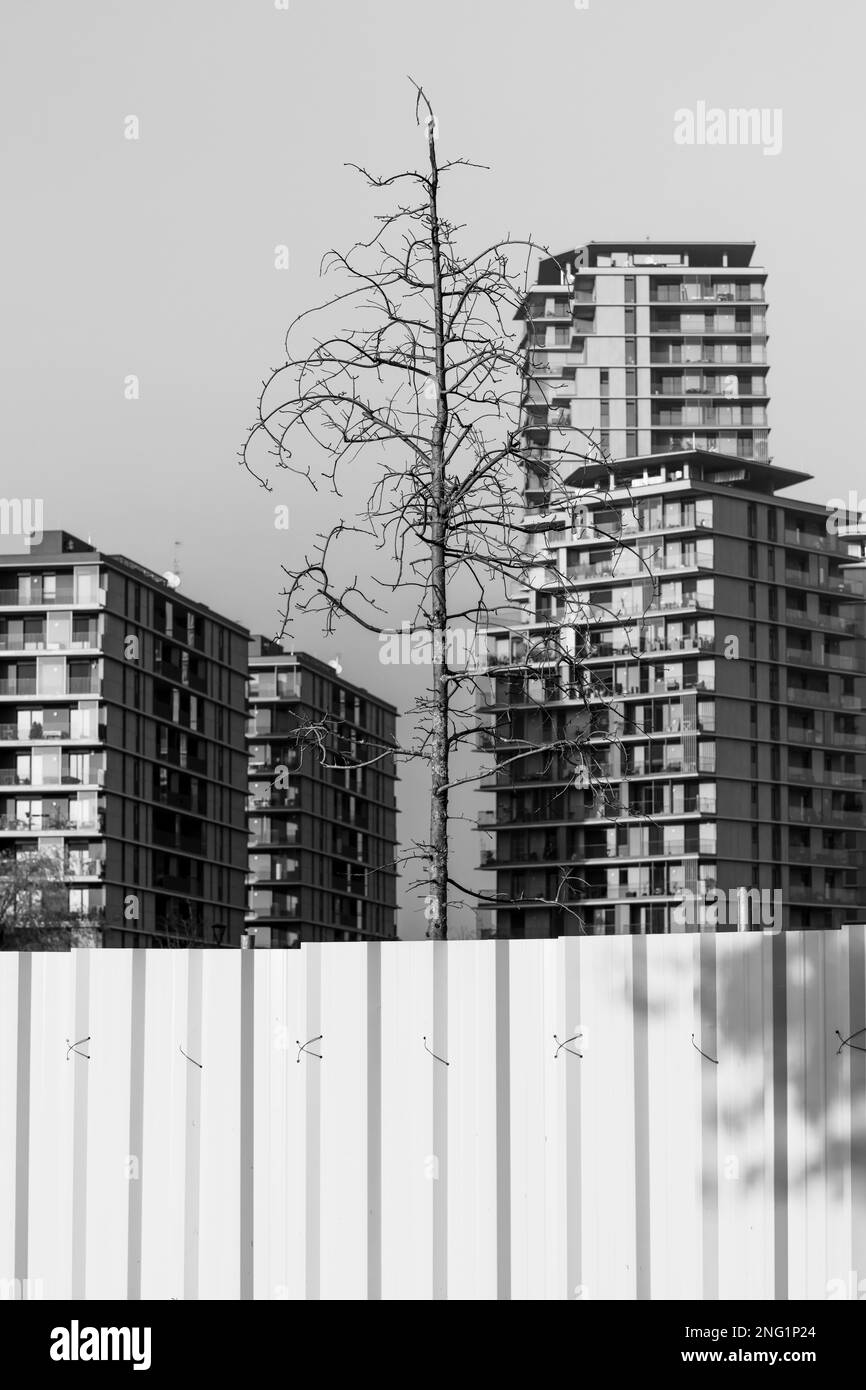 Tree imprisoned between the buildings Stock Photo - Alamy