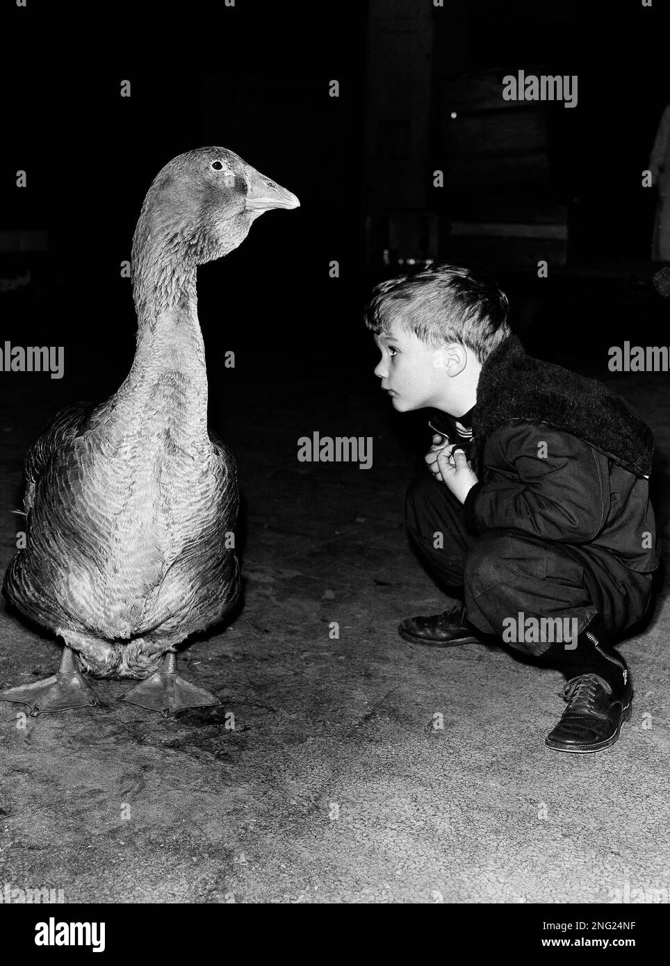 Four-year-old John S. Gordon gets a good look at a Toulouse Goose at ...