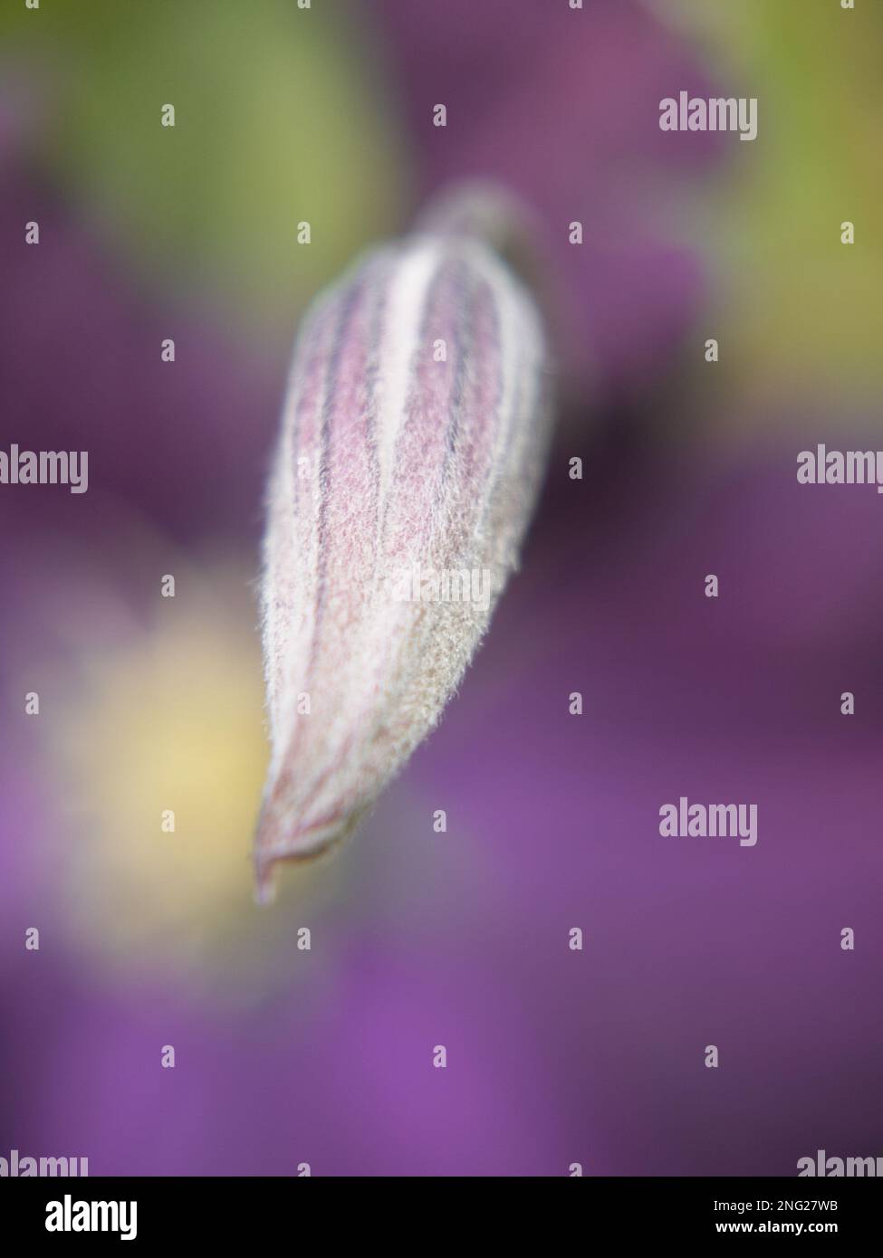 Macro of a deep purple Clematis flower in bud, shaped like a paintbrush ...