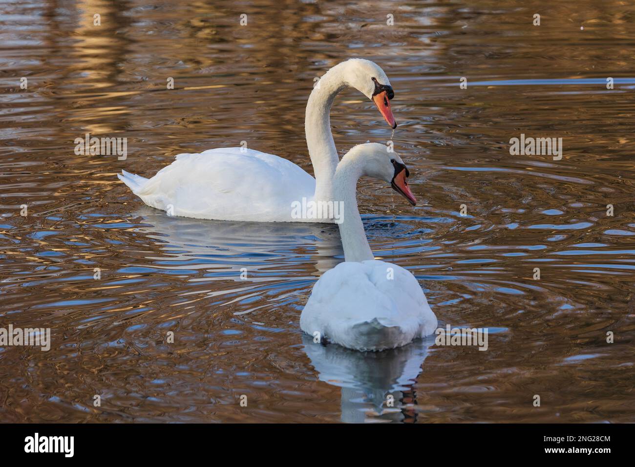 Two swans gliding through the calm lake waters, side by side with their ...