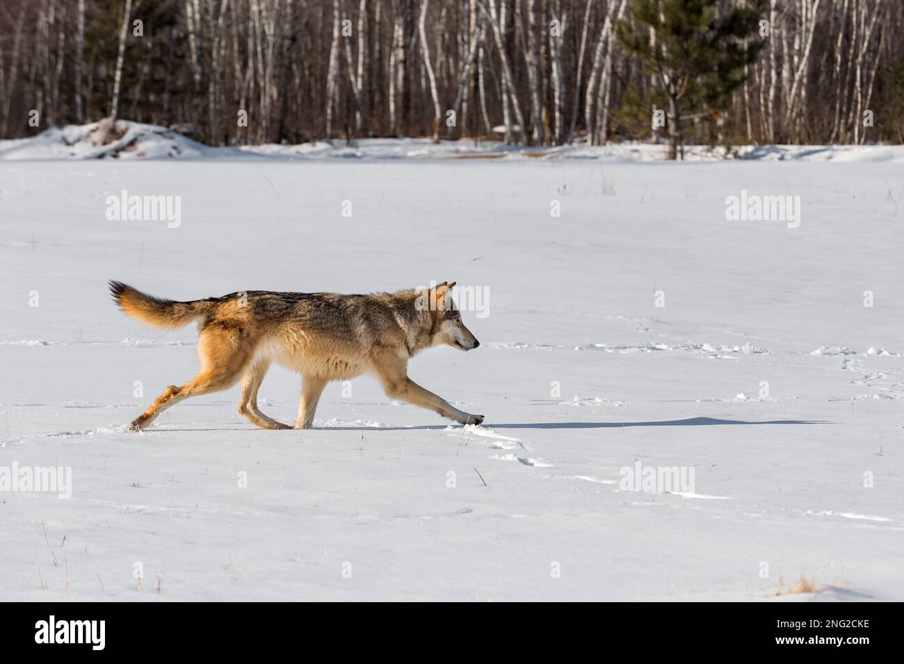 Grey wolf tail up hi-res stock photography and images - Alamy