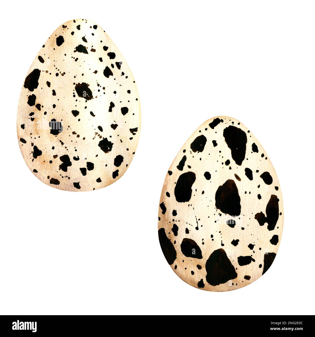 Watercolor clipart easter with quail eggs. Spring hand drawn ...