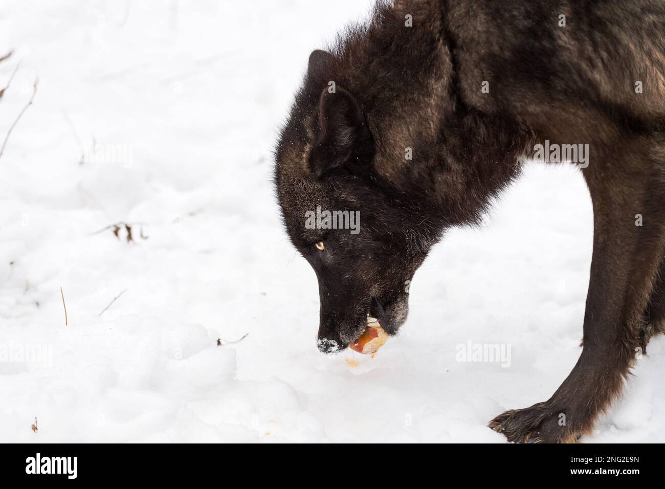 Chapo Black Wolf Feed