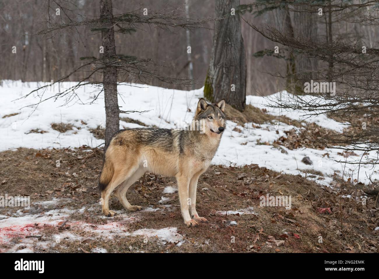 Grey Wolf (Canis lupus) Stands on Hill With Bloody Ground Winter ...