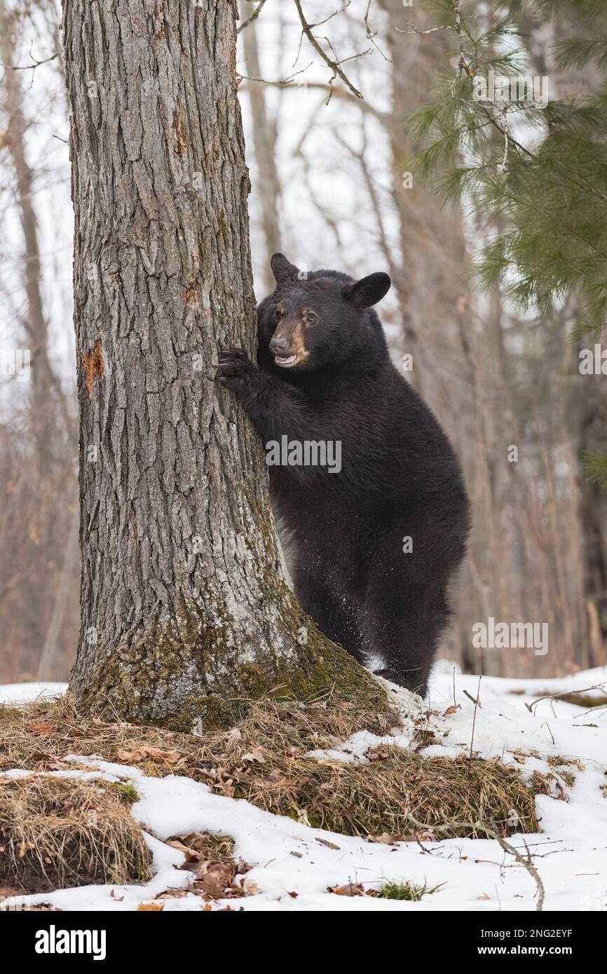 Black bear claws ursus americanus hi-res stock photography and images ...