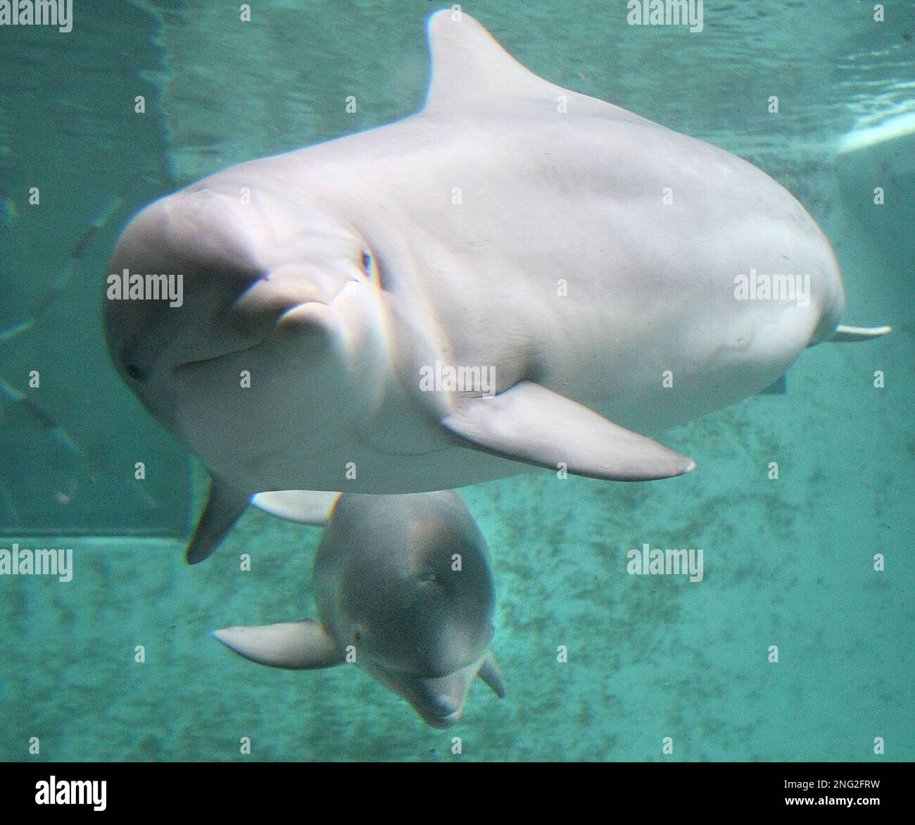 Delfin-Baby Dolly schwimmt mit ihrer Mutter Delphi am Donnerstag, 20 ...