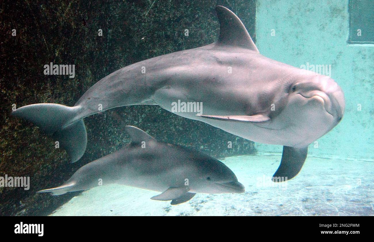Delfin-Baby Dolly schwimmt mit ihrer Mutter Delphi am Donnerstag, 20 ...