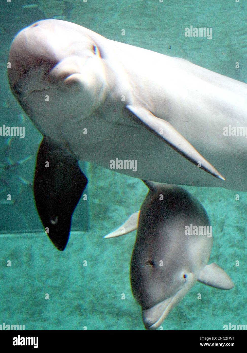 Delfin-Baby Dolly schwimmt mit ihrer Mutter Delphi am Donnerstag, 20 ...