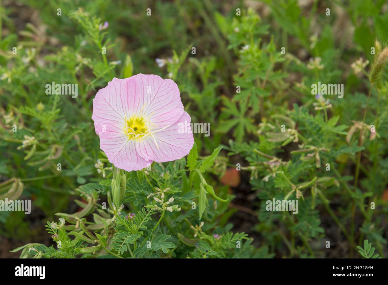 Pinkladies flowers hi-res stock photography and images - Alamy