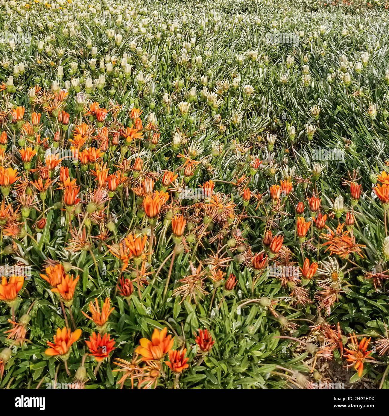 Gazania pied gazania hi-res stock photography and images - Alamy