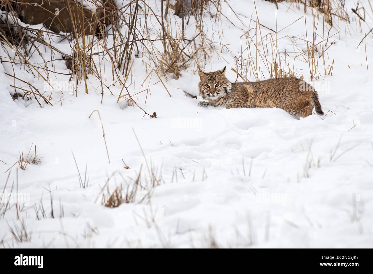 Bobcat (Lynx rufus) Glares Up From Snow Winter - captive animal Stock ...