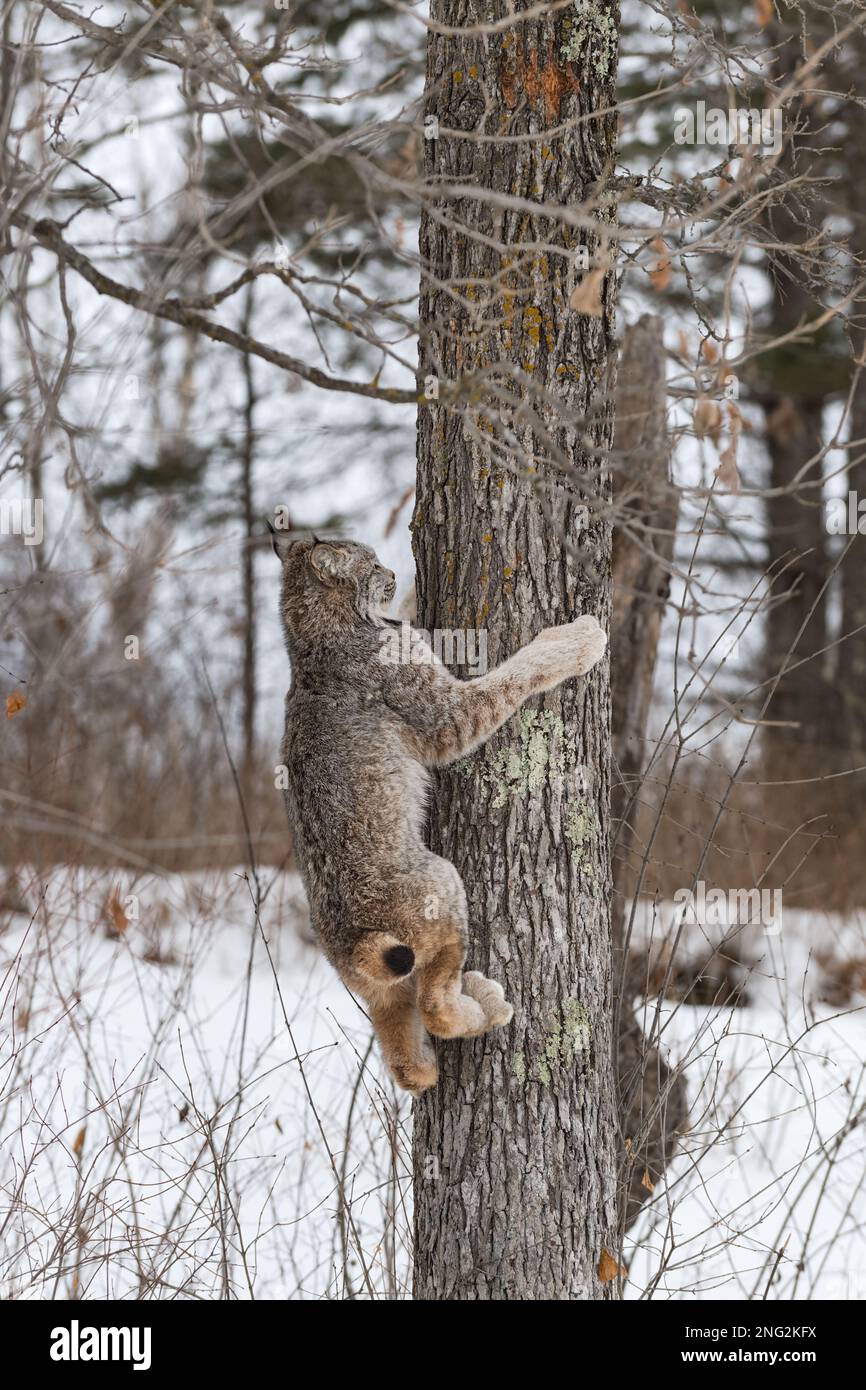 Canadian Lynx (Lynx canadensis) Climbs Up Side of Tree Winter - captive ...