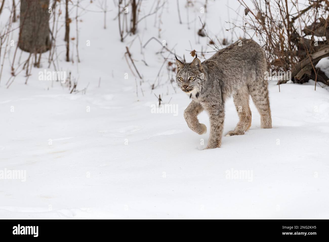 Canadian Lynx (Lynx canadensis) Steps Through Snow Right Paw Lifted ...
