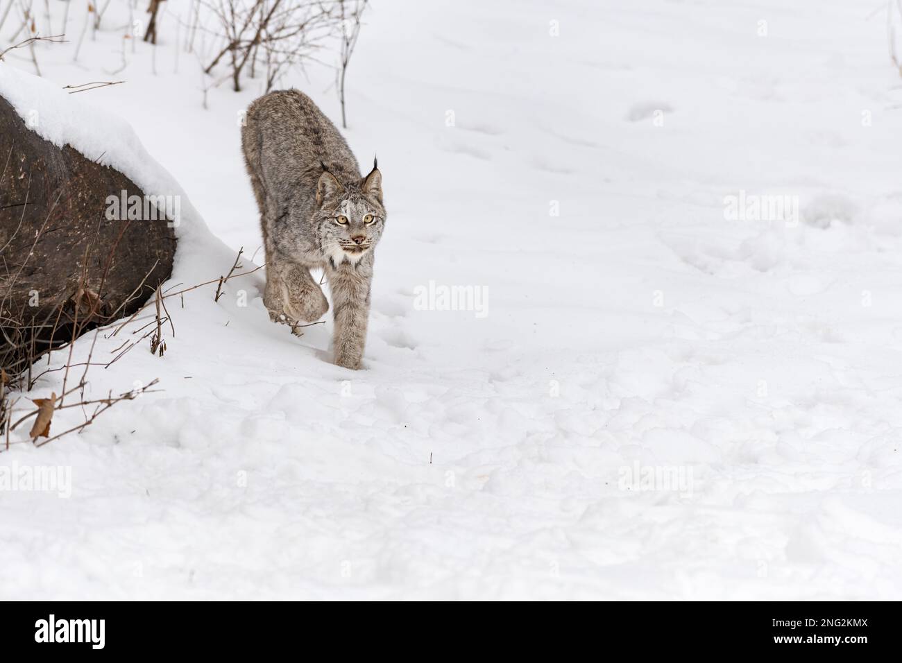 Canadian Lynx (Lynx canadensis) Steps Forward Right Paw Up Copy Space ...
