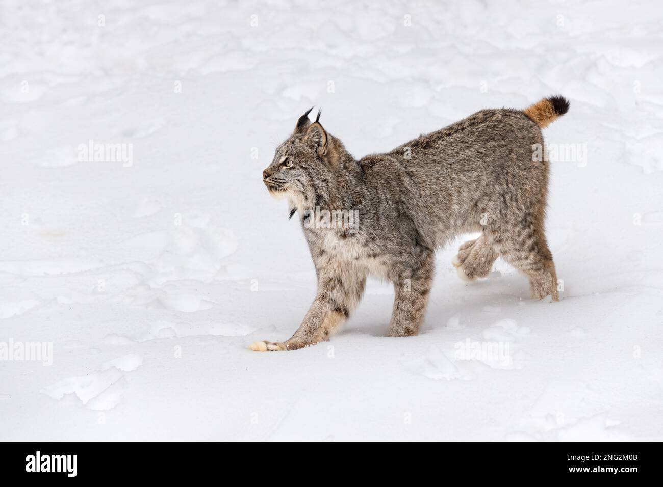 Canadian Lynx (Lynx canadensis) Looks Up to Left Back Paw Up Winter ...