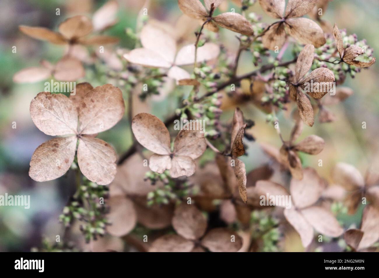Withered hydrangea paniculata flowers closeup over purple blurred background Stock Photo - Alamy