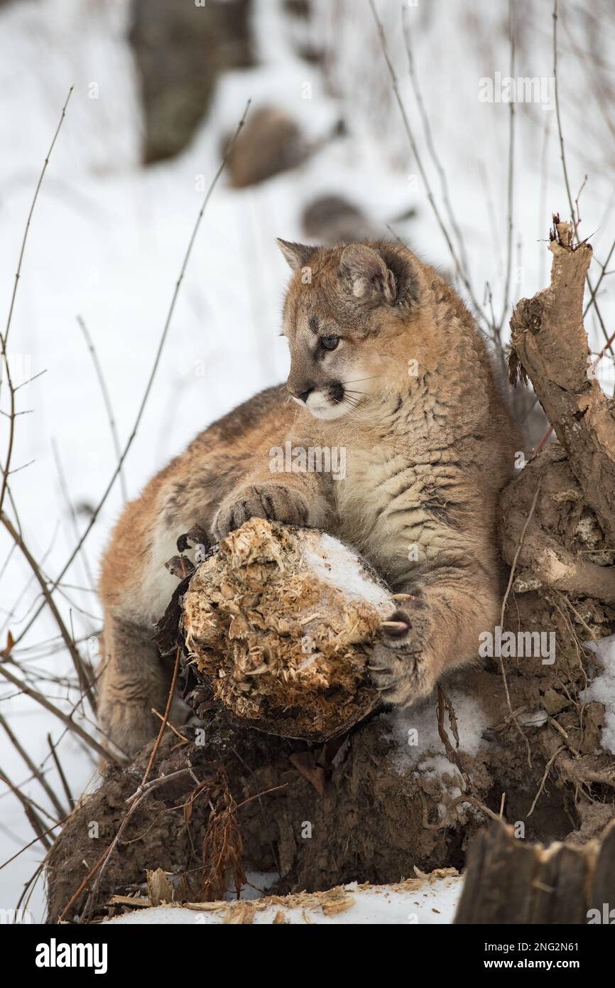 Female Cougar (Puma concolor) Leans Back While Sharpening Claws on Log ...