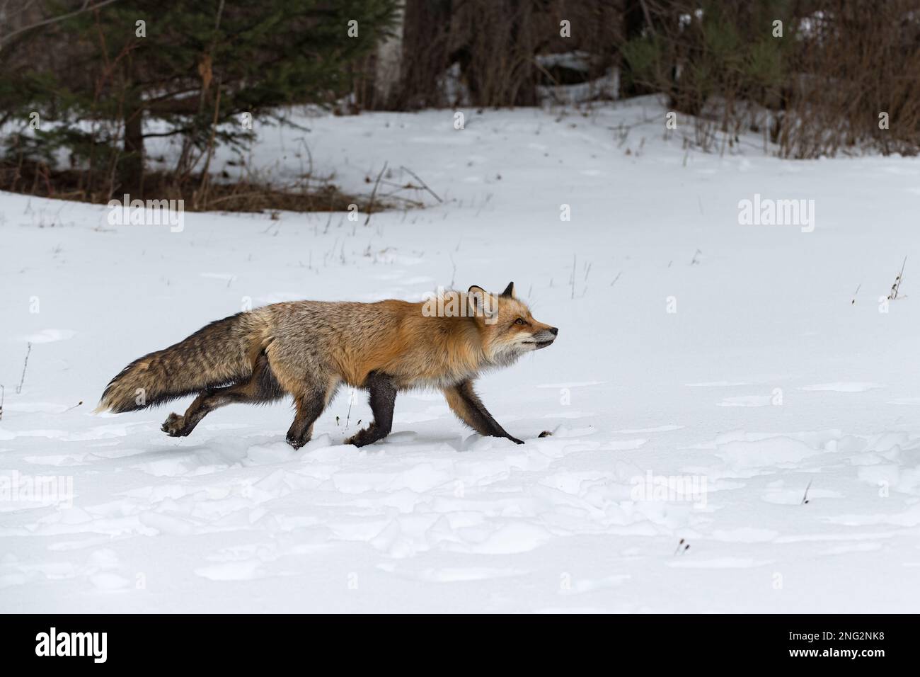 Fox looking right hi-res stock photography and images - Alamy