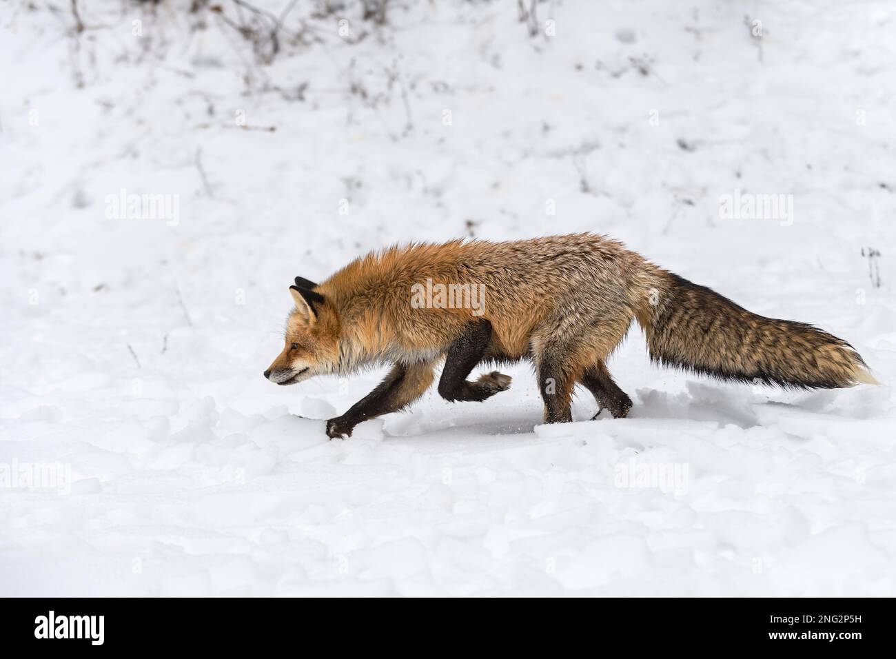 Red Fox (Vulpes vulpes) Runs Left Head Down Paw Up Winter - captive ...