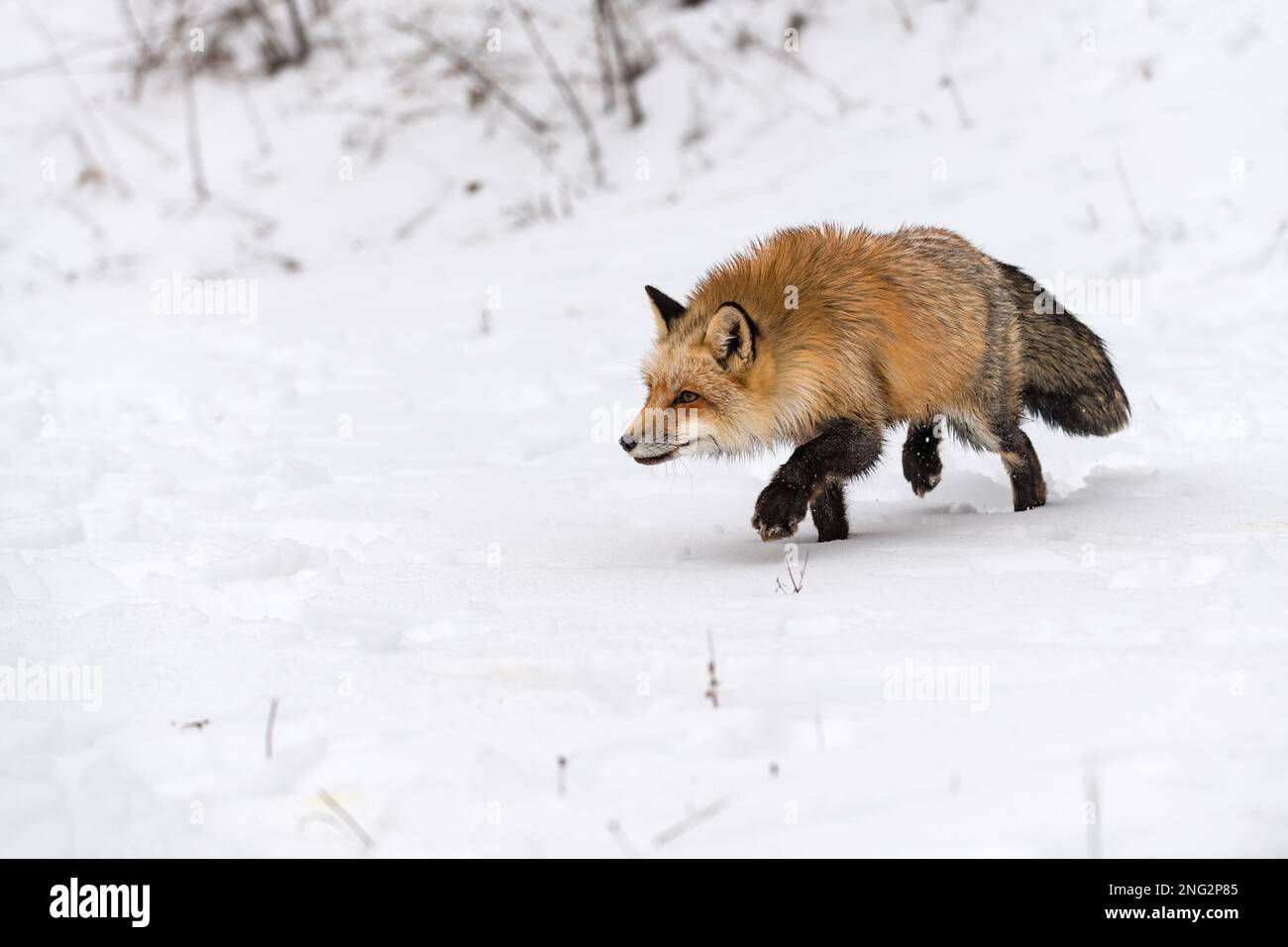 Fox looking left hi-res stock photography and images - Alamy
