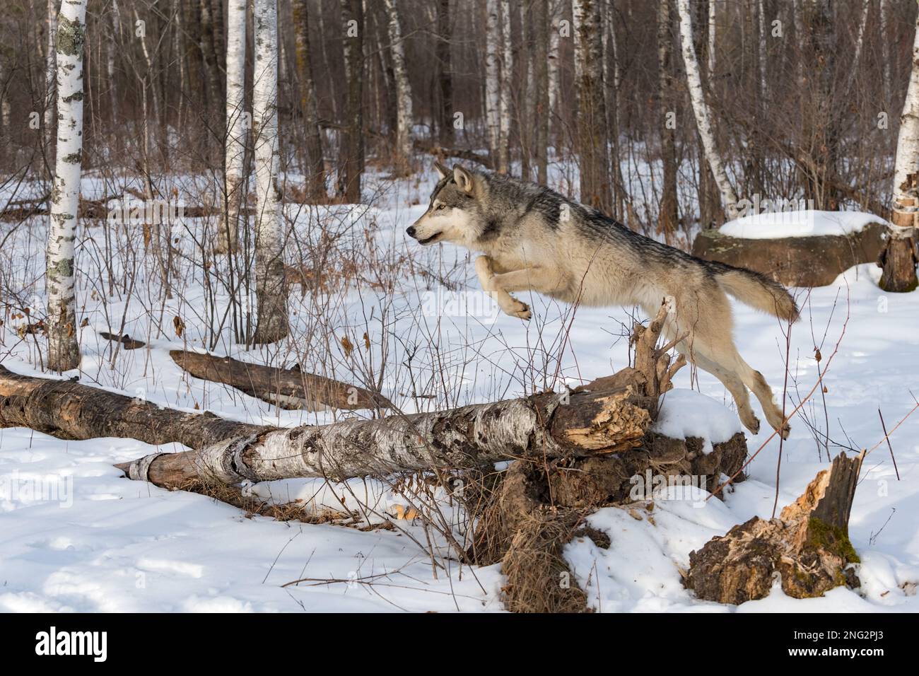 Grey Wolf (Canis lupus) View From Side Leaping Over Log Winter ...